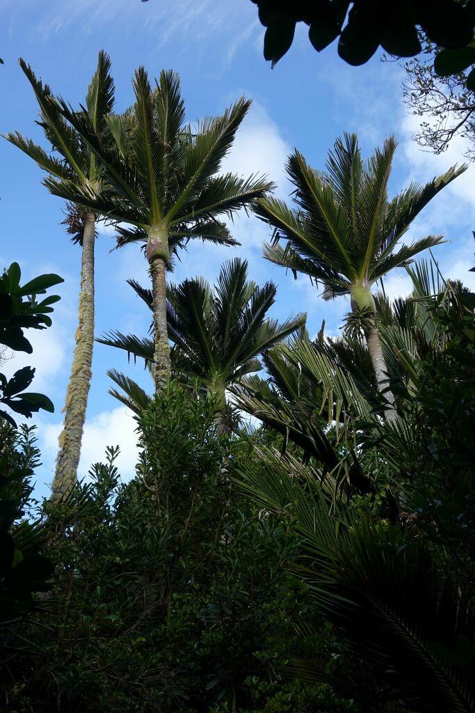 Nikau palm from Chatham Islands Territory, New Zealand on October 6 ...