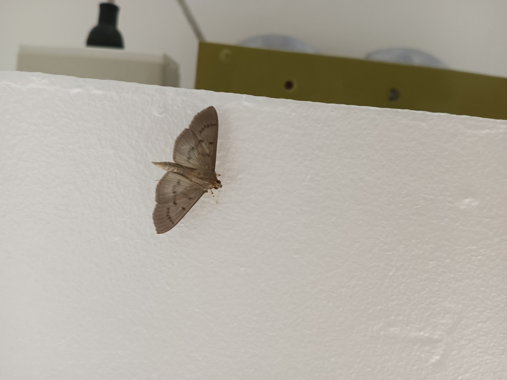 Pearl Moths from Taytay, 1920 Rizal, Philippines on October 14, 2023 at ...