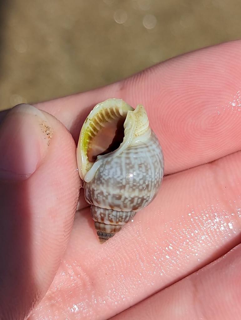 Nassarius graphiterus from Garners Beach QLD 4852, Australia on October ...
