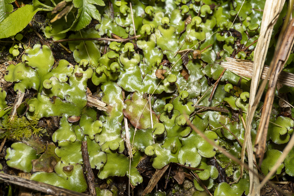 Marchantia foliacea from Buller District, West Coast, New Zealand on ...