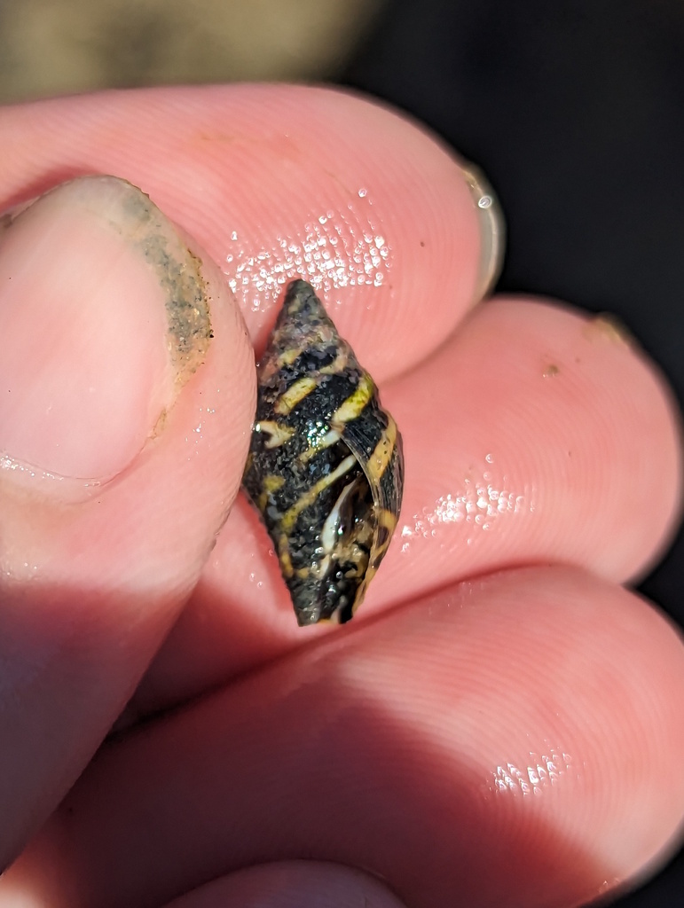 Lightning Dove Shell from Cassowary Coast, QLD, Australia on October 14 ...
