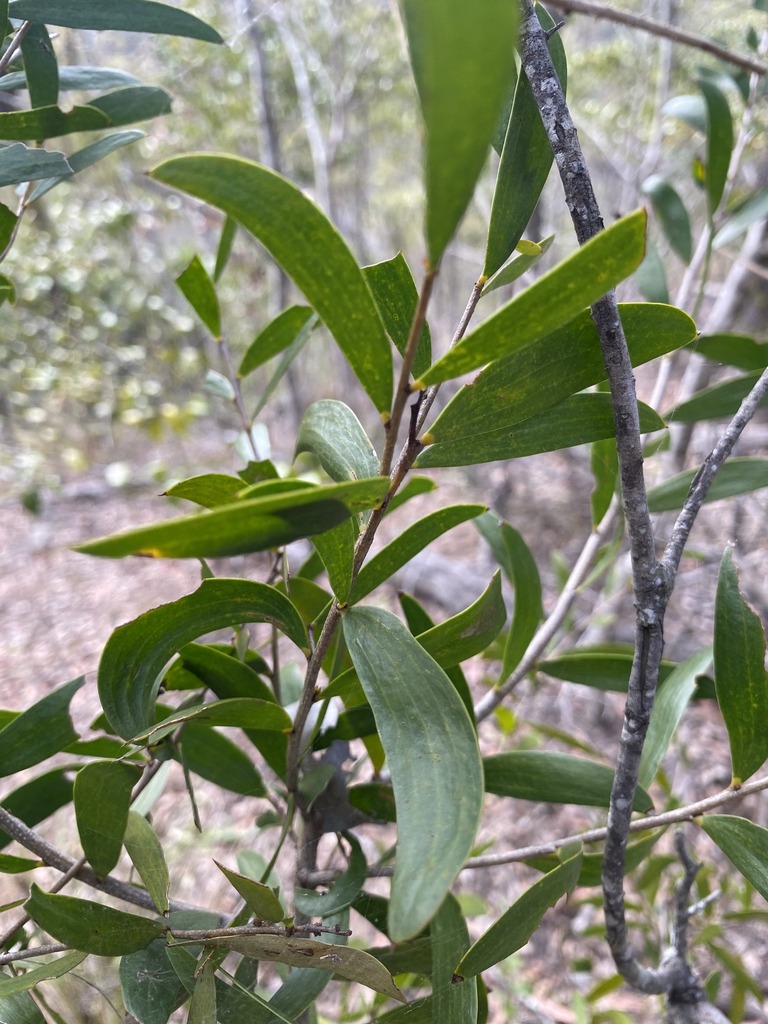 Acacia excelsa excelsa from Upper Flagstone QLD 4344, Australia on ...