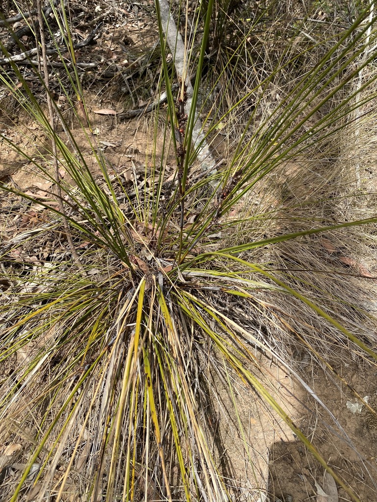 Red-berried Saw-sedge from Upper Flagstone QLD 4344, Australia on ...