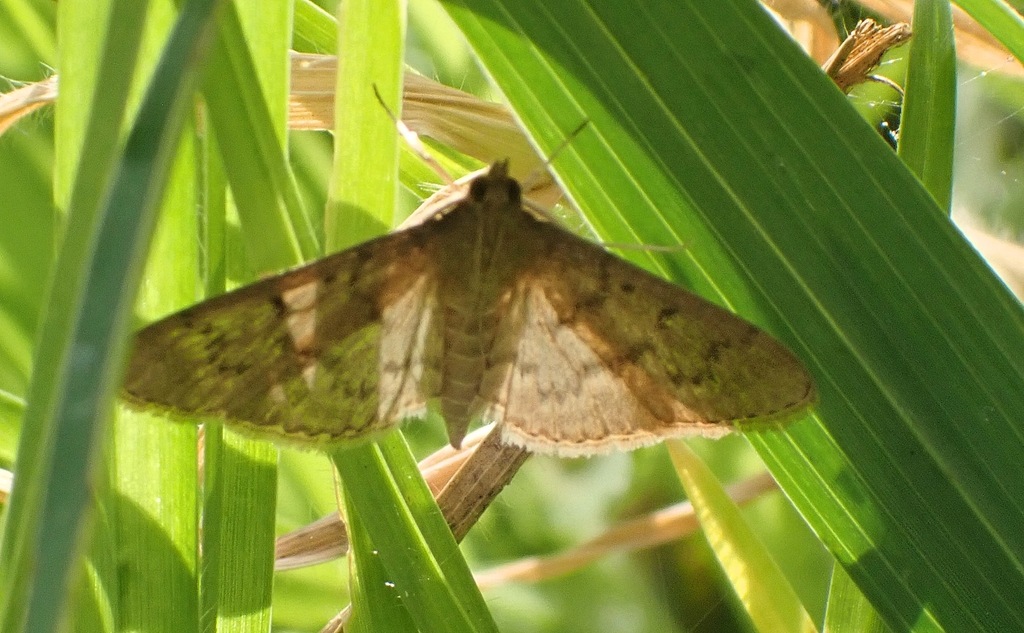 Grass Webworm Moth from Polígono Alameda, Málaga, Spain on October 13 ...