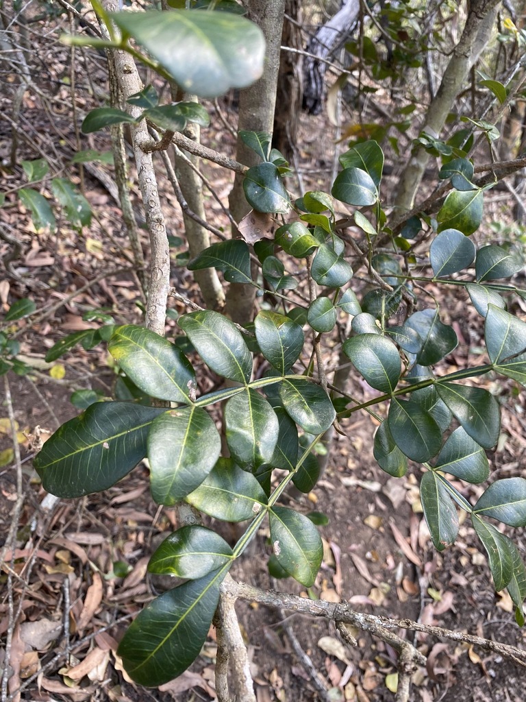 Flindersia collina from Upper Flagstone QLD 4344, Australia on October ...