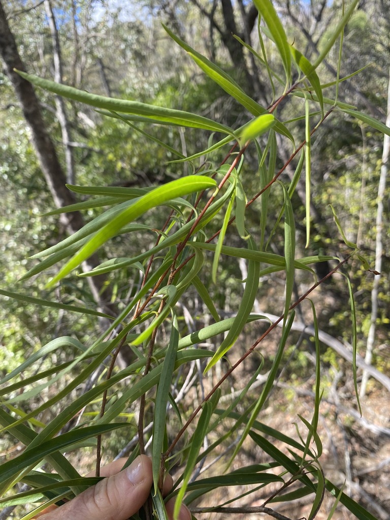 Native apricot from Upper Flagstone QLD 4344, Australia on October 8 ...