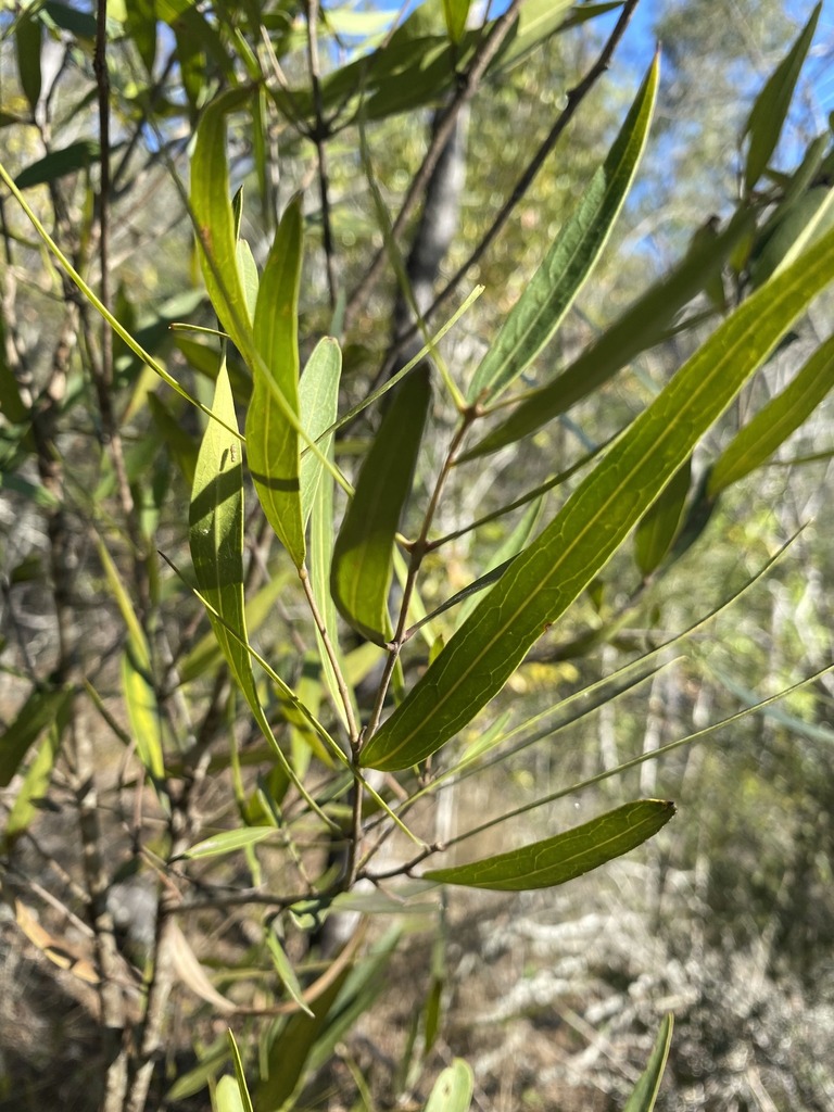 small-fruited mock olive from Upper Flagstone QLD 4344, Australia on ...