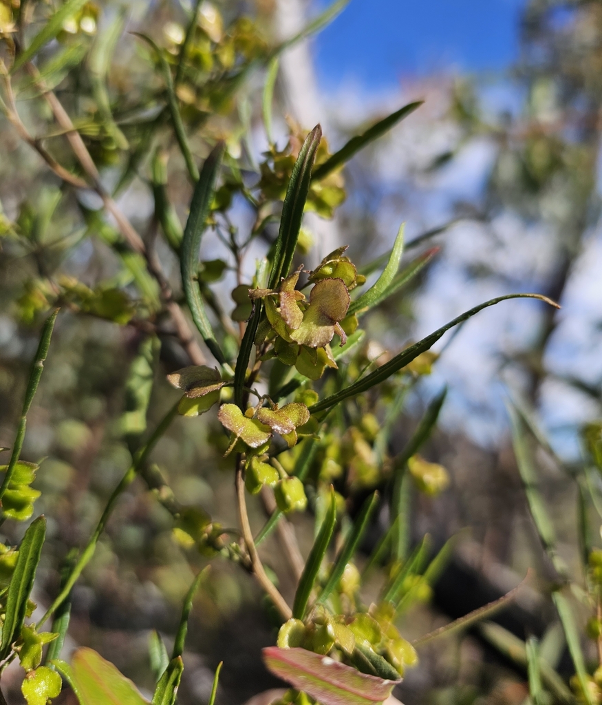 Hop-bushes from Jerangle NSW 2630, Australia on October 14, 2023 at 02: ...