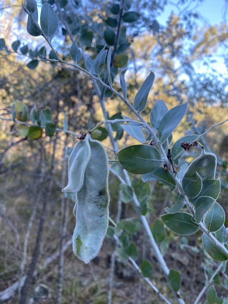 Queensland silver wattle from Upper Flagstone QLD 4344, Australia on ...
