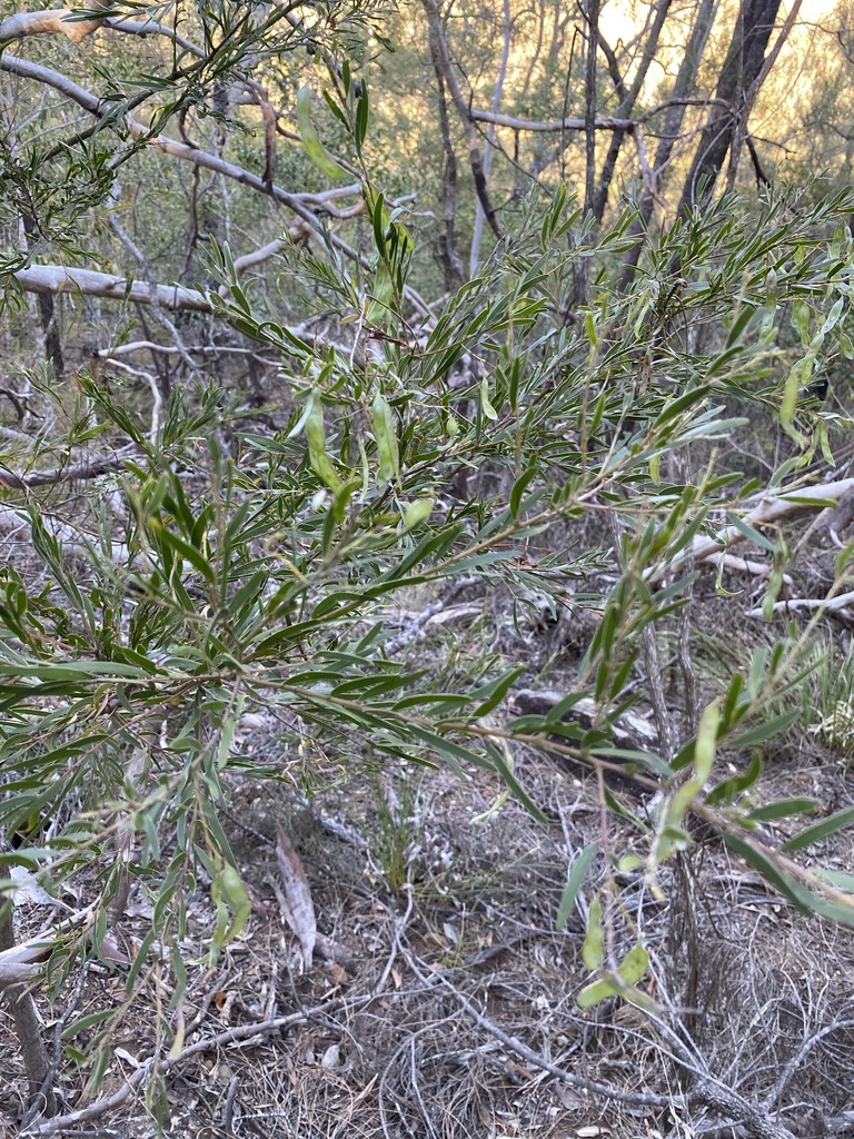 wattles from Upper Flagstone QLD 4344, Australia on October 8, 2023 at ...