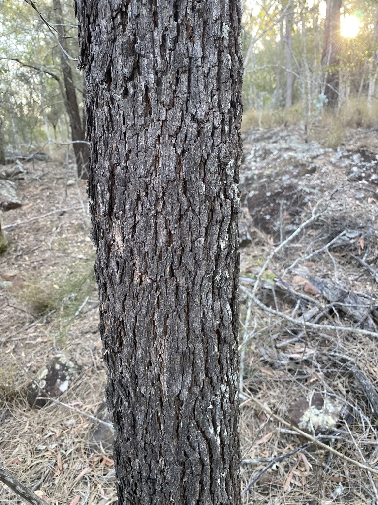 Buloke from Upper Flagstone QLD 4344, Australia on October 8, 2023 at ...