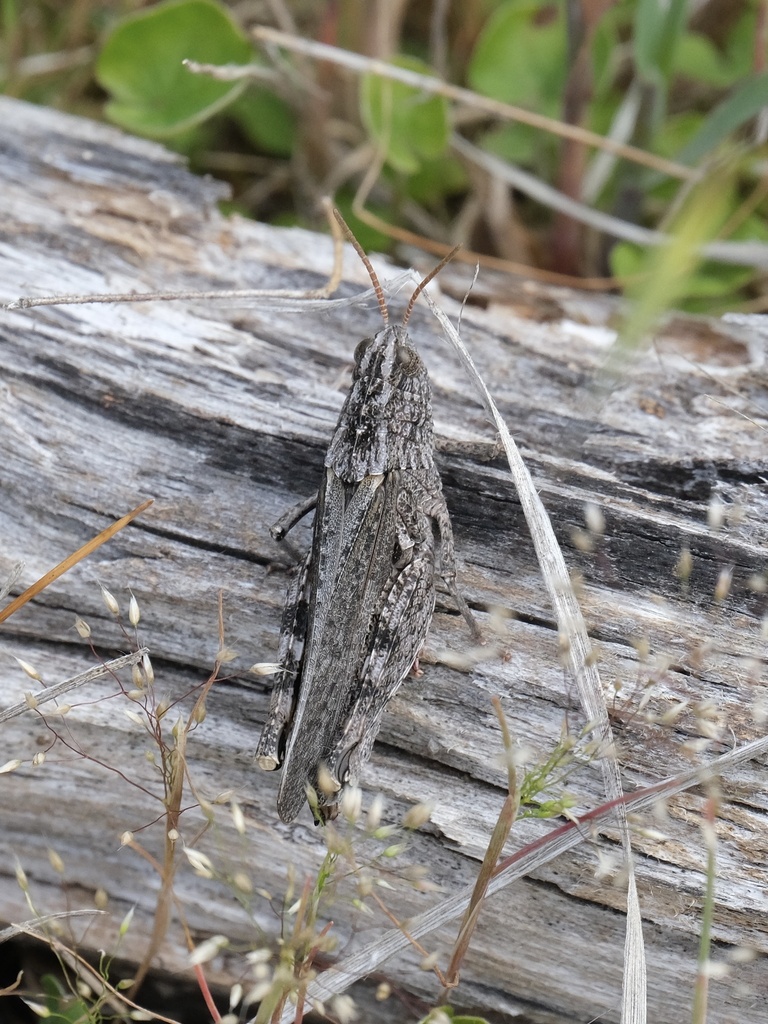 Bark-mimicking Grasshopper from Mount Korong Scenic Reserve, Glenalbyn ...