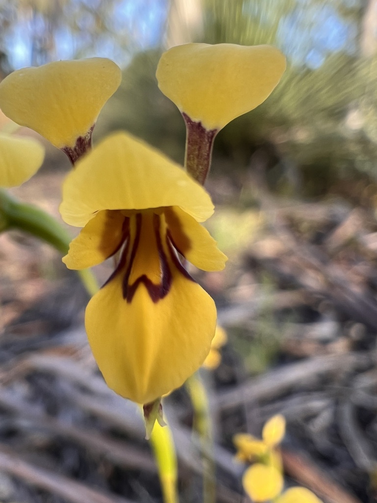 Double Tails in October 2023 by pauls59 · iNaturalist