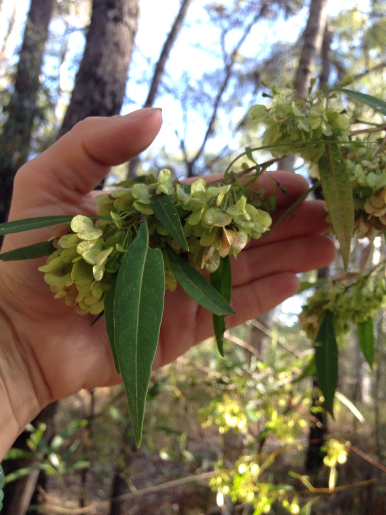 Common Hop Bush from Boronia Heights QLD 4124, Australia on October 2 ...