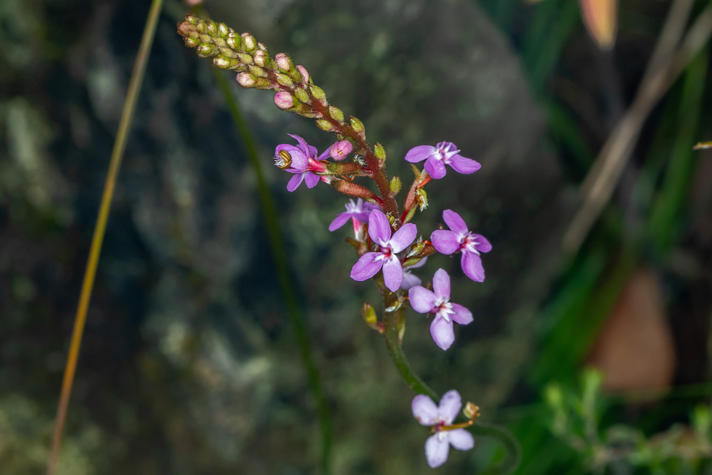 Grass Triggerplant from Melbourne VIC, Australia on October 14, 2023 at ...