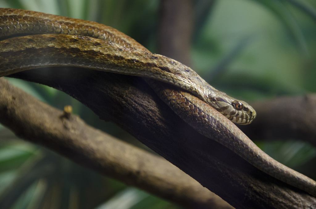 Coastal House Snake (Mesotes strigatus) - Snakes and Lizards