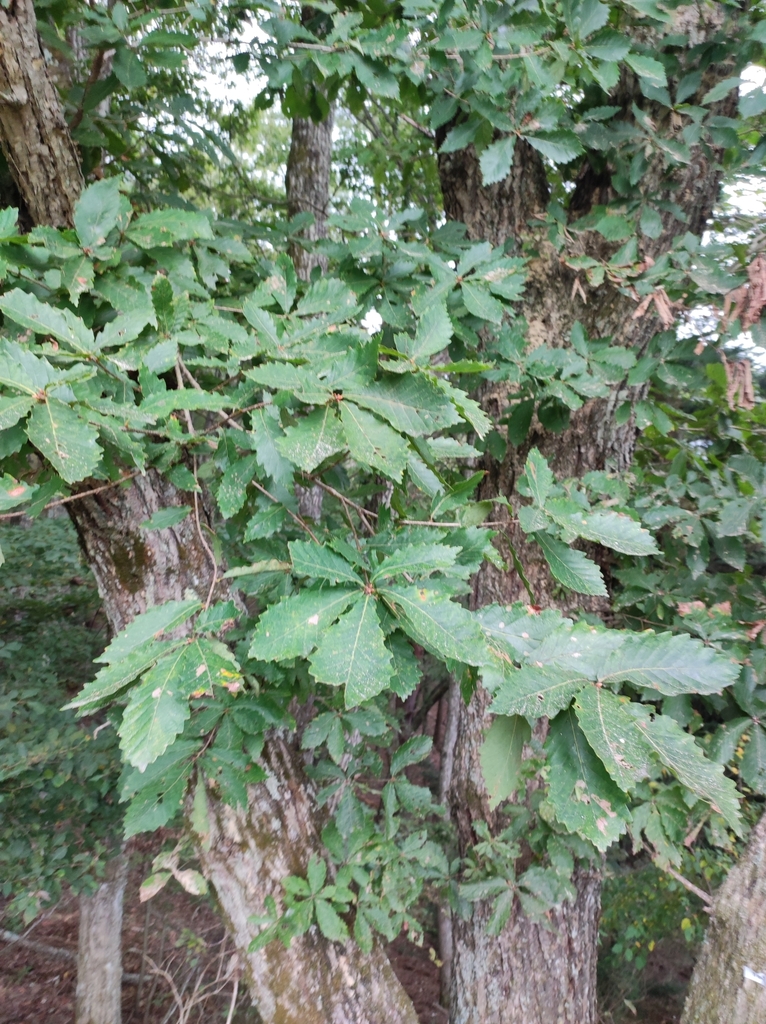 oaks from 1163 Azagawa, Fujikawaguchiko, Minamitsuru District ...