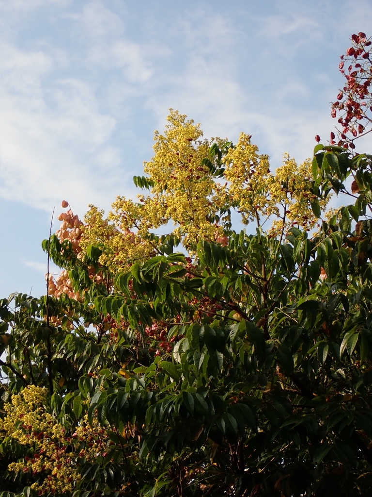 Flamegold Rain Tree from 300台灣新竹市香山區頂埔里 on October 14, 2023 at 02:12 PM ...