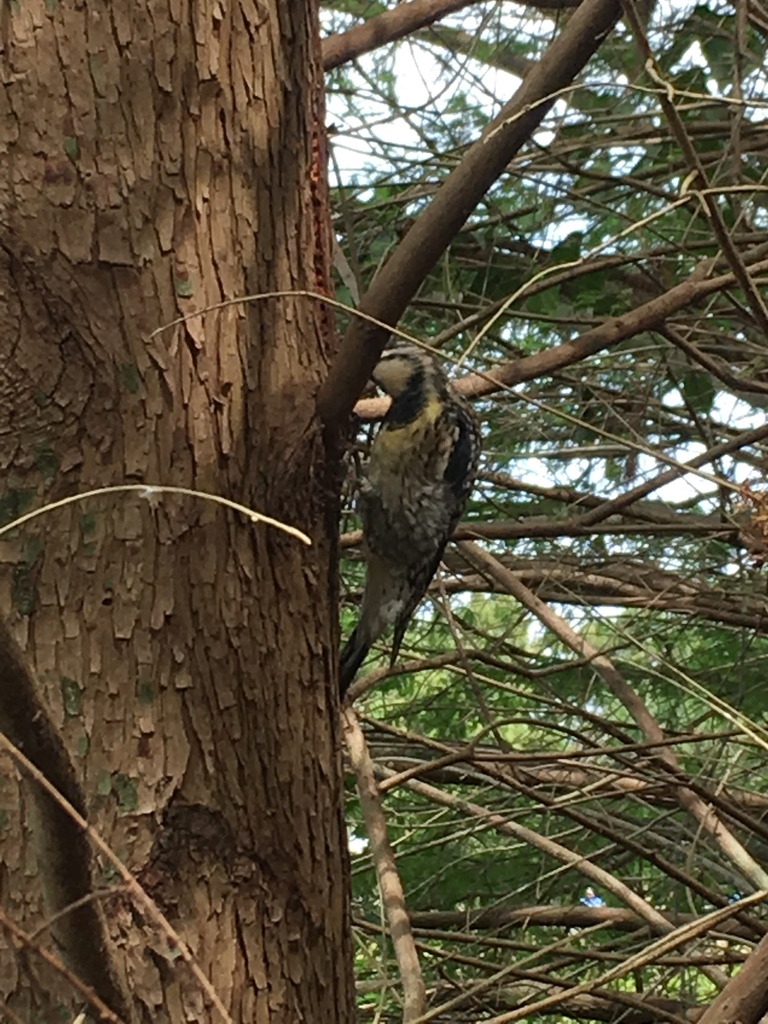 Yellow-bellied Sapsucker from 12800 Hagen Ranch Rd, Boynton Beach, FL ...