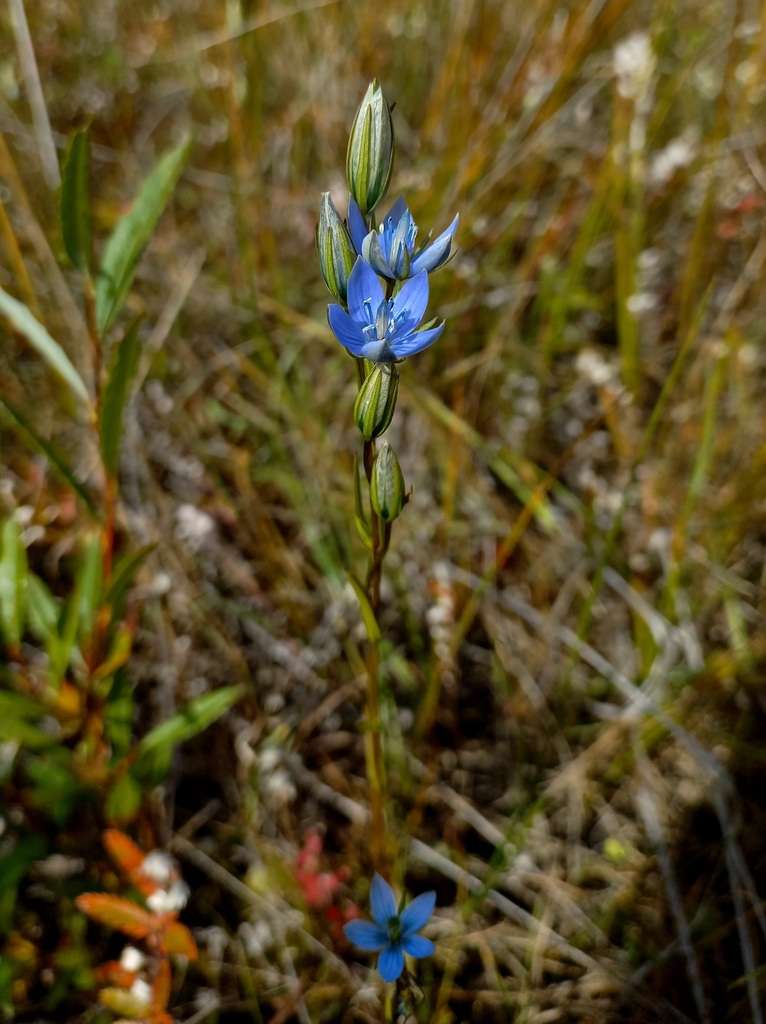 Marsh Felwort from Читинский р-н, Забайкальский край, Россия on ...