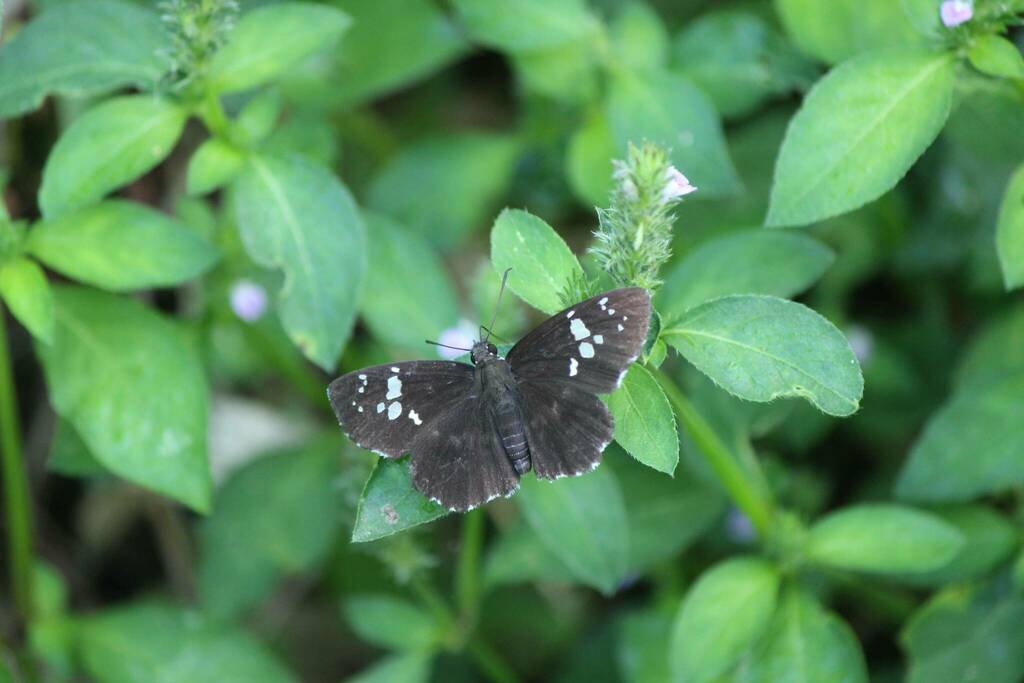 White-banded Flat from 長池公園 on August 26, 2023 at 08:46 AM by 登坂久雄 ...