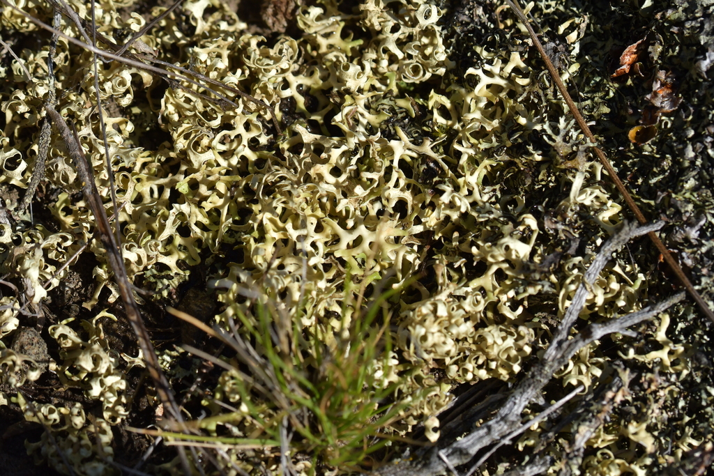 Resurrection Lichen from Butchers Gully 9392, New Zealand on October 12 ...