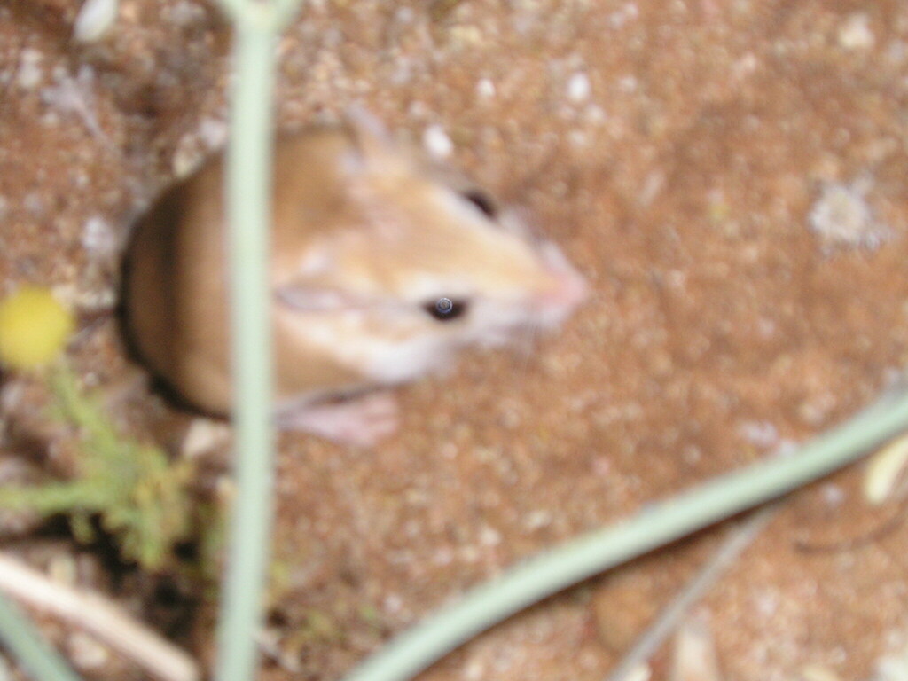 Hairy-footed Gerbil from Karas Region, Namibia on August 8, 2005 at 09: ...
