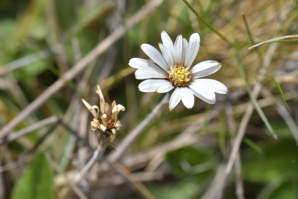 Common Mountain Daisy from Butchers Gully 9392, New Zealand on October ...