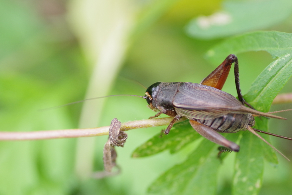 Emma Field Cricket from Hakusandori, Iida, Nagano 395-0075, Japan on ...