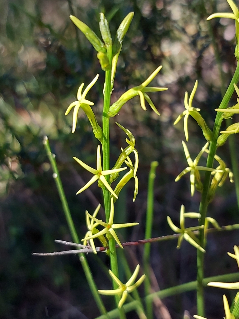 Winged Stackhousia from Kings Park WA 6005, Australia on October 14 ...