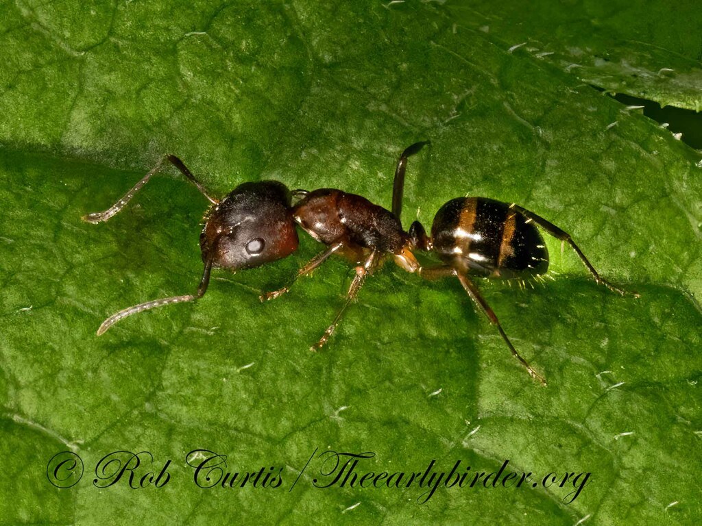 Bearded Carpenter ant from Cook County, IL, USA on July 31, 2023 at 08: ...