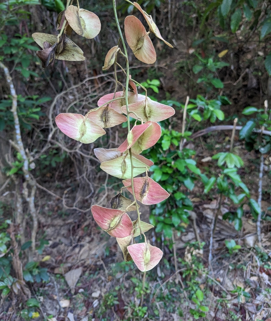 (Illigera appendiculata) - Botanical Realm