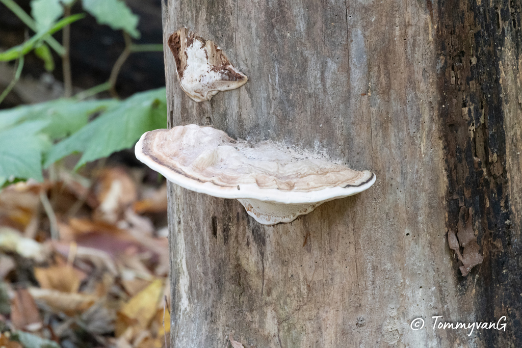 Lumpy Bracket from Mount Royal, Montreal, QC H3H 1A1, Canada on October ...