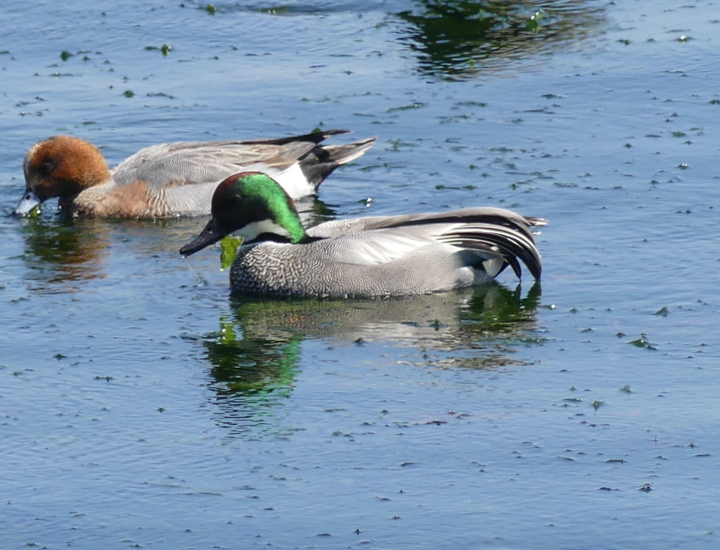 Falcated Duck in March 2023 by lhurteau. lower duck · iNaturalist