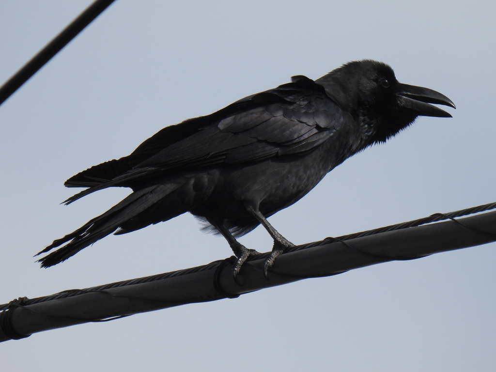 Large-billed Crow from Okamoto, Setagaya City, Tokyo 157-0076, Japan on ...