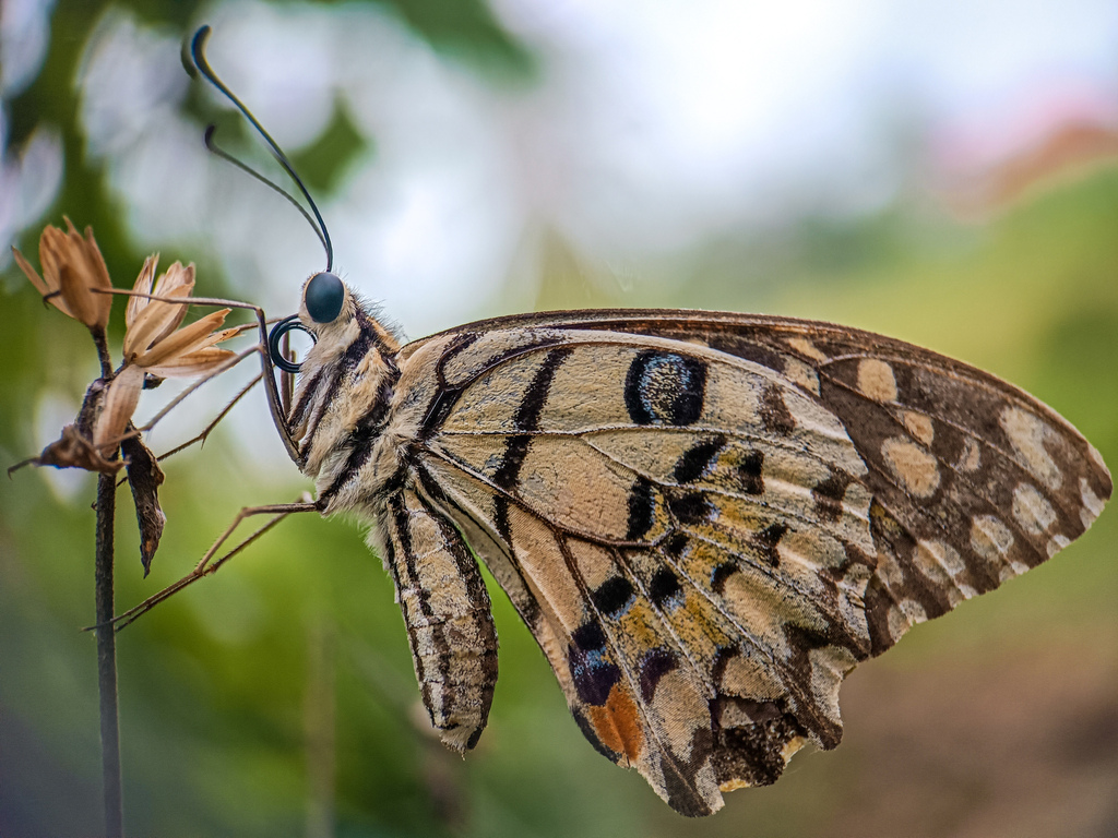Lime Swallowtail from Kabupaten Aceh Utara, Aceh, Indonesia on October ...