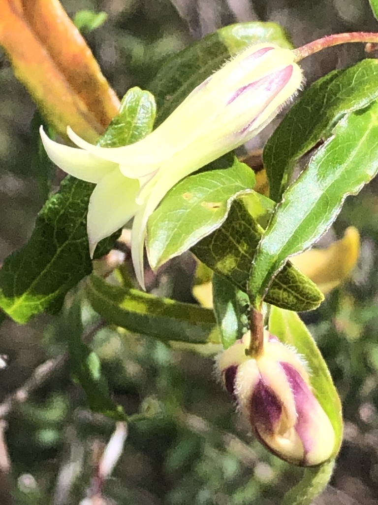 Common Apple-berry from Langwarrin Flora & Fauna Reserve, Langwarrin ...