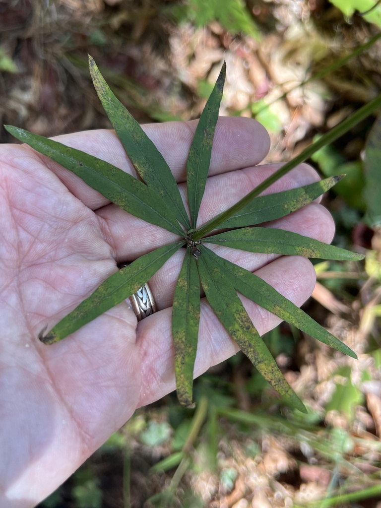 Greater Tickseed from Pisgah National Forest, Morganton, NC, US on ...