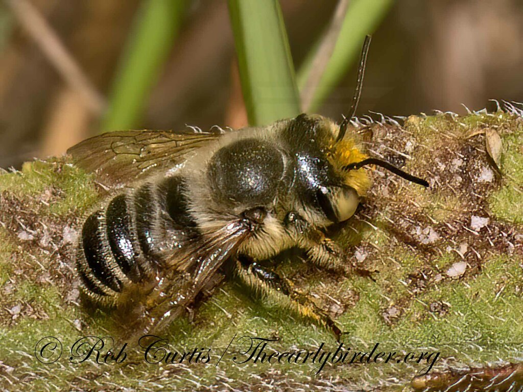 Leafcutter, Mortar, and Resin Bees from Henderson County, IL, USA on ...