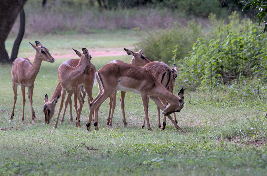 Common Impala from Dinokeng on March 21, 2022 at 08:10 AM by Piet du ...