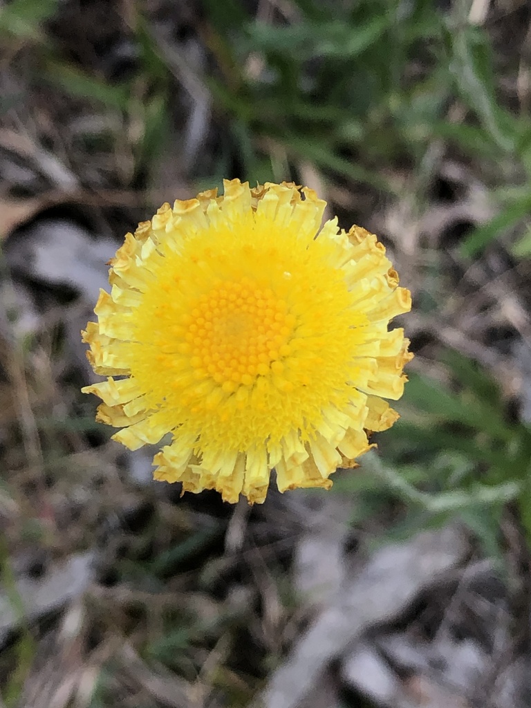 button everlasting from Langwarrin Flora & Fauna Reserve, Langwarrin ...