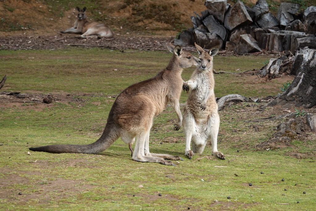 Eastern Grey Kangaroo from Taranna TAS 7180, Australia on October 11 ...