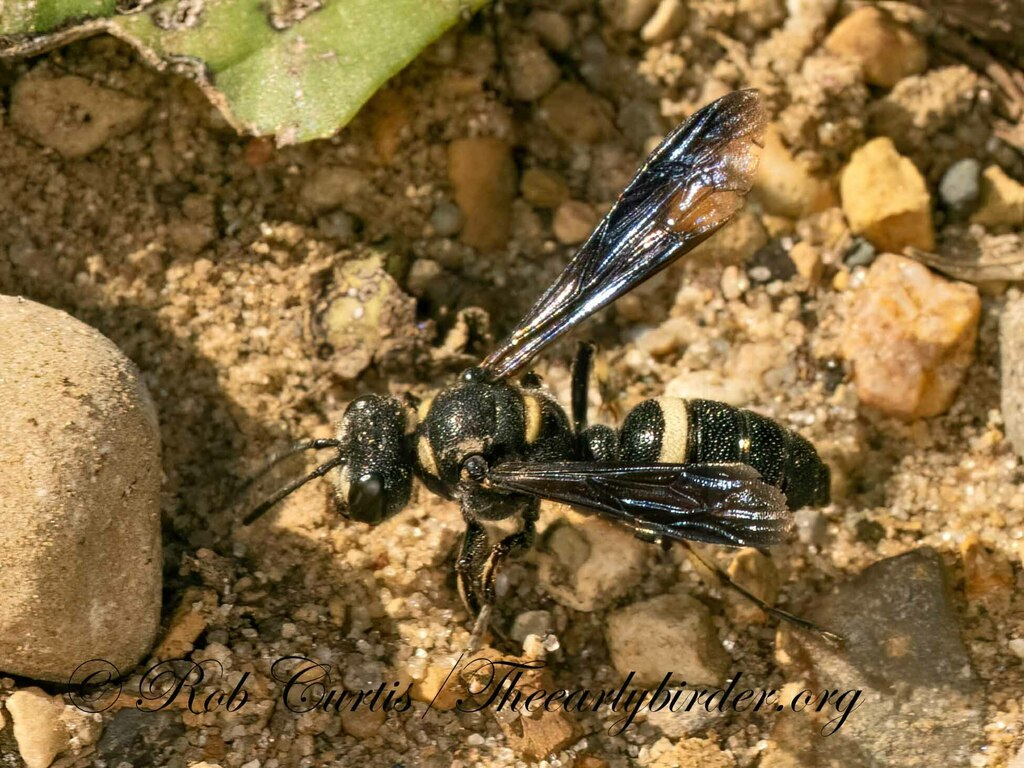 Smoky-winged Beetle Bandit Wasp from Lake County, IL, USA on August 16 ...