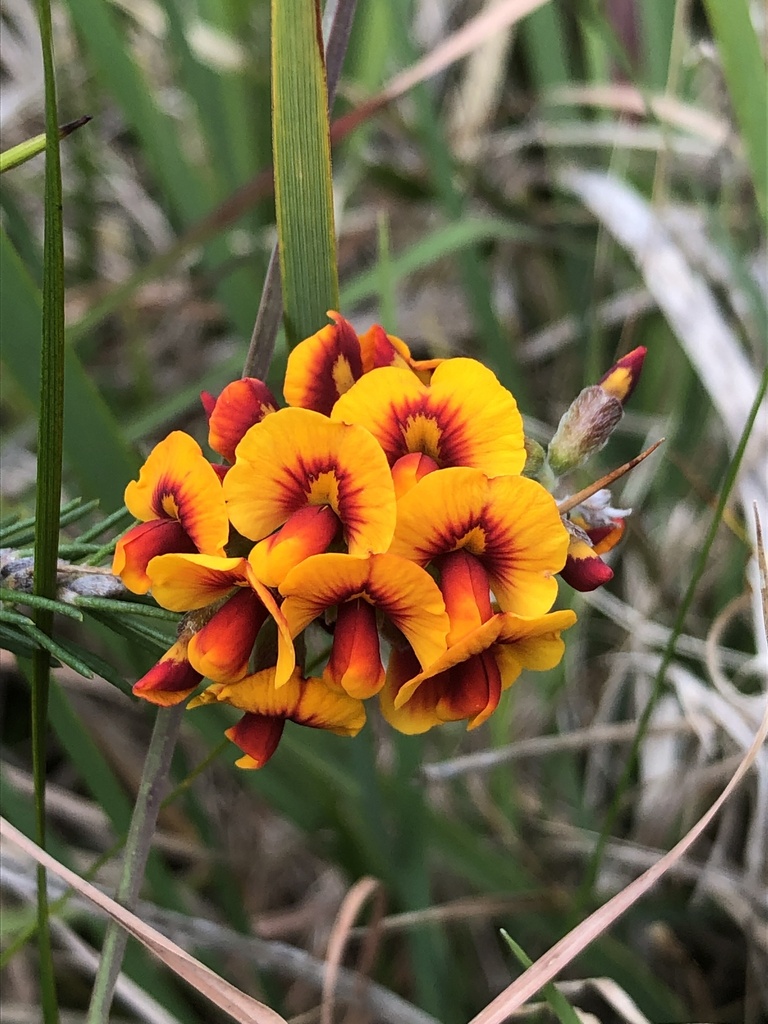 grey parrot pea from Langwarrin Flora & Fauna Reserve, Langwarrin, VIC ...