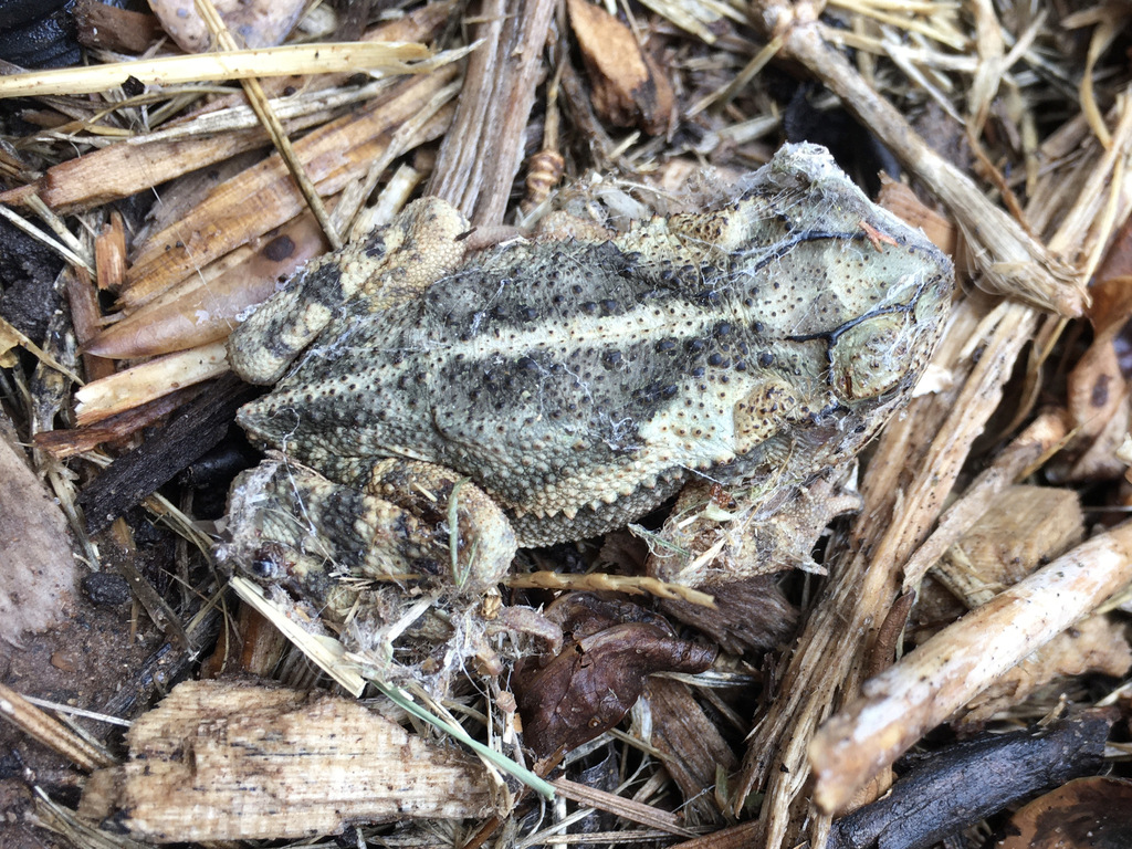 Gulf Coast Toad from 9641 on September 15, 2023 at 11:10 AM by ...