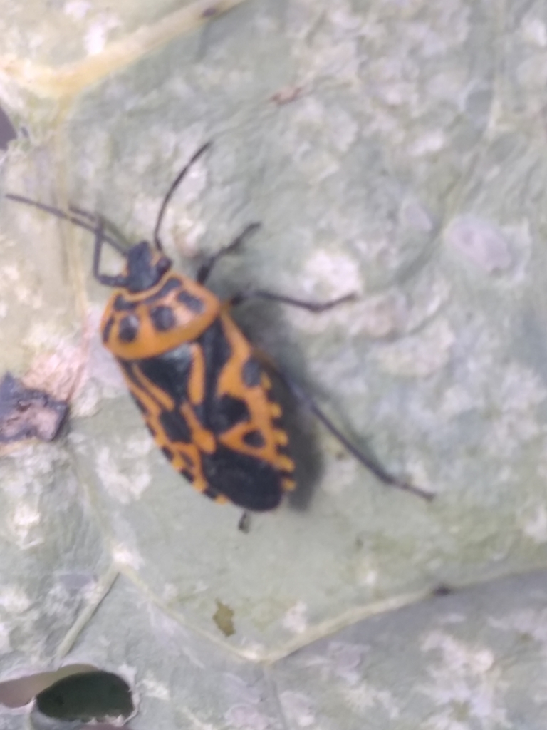 cruciferous bug from Kecskemét, 6000 Magyarország on October 14, 2023 ...