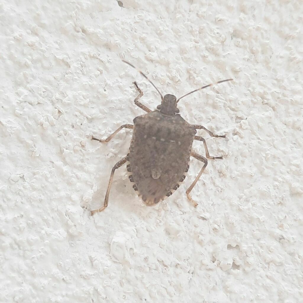 Brown Marmorated Stink Bug from Râmnicu Sărat, Romania on October 8 ...
