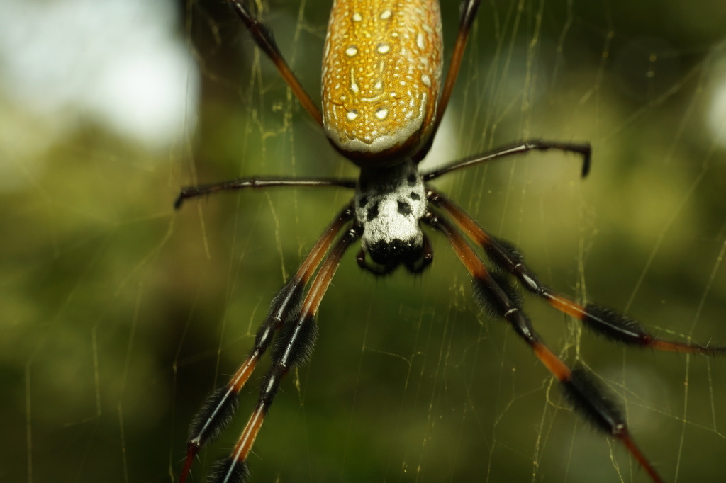 Golden Silk Spider from Kendall, FL, USA on October 12, 2023 at 01:10 ...