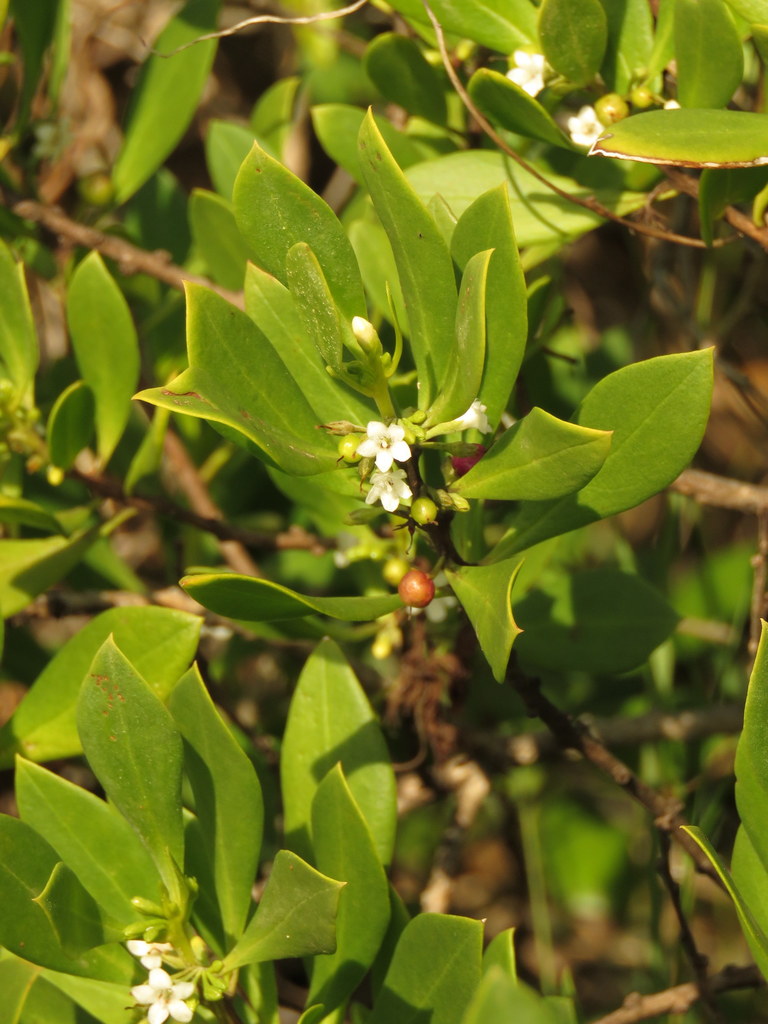 Myoporum boninense from Red Head Rainforest Reserve on April 3, 2016 by ...