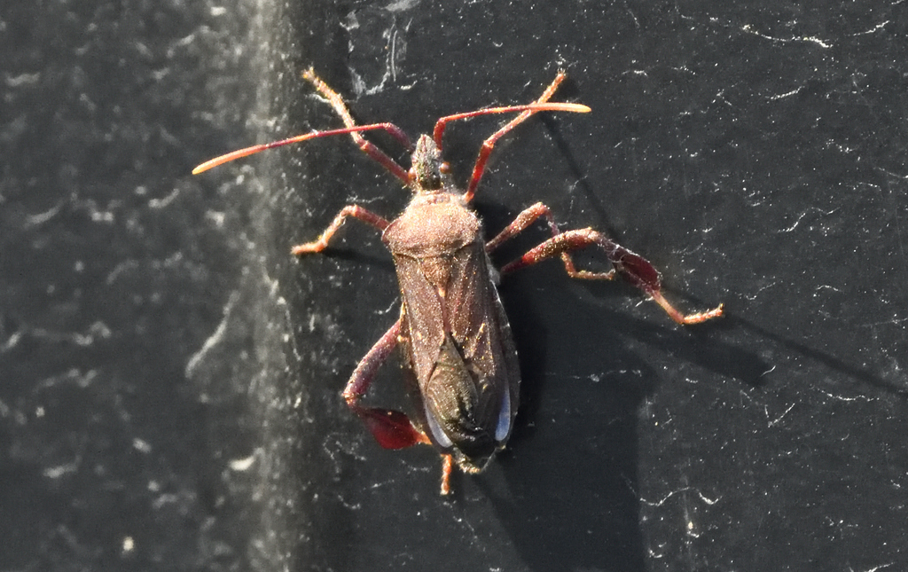 Northern Leaf-footed Bug from Norton, WV 26285, USA on October 11, 2023 ...